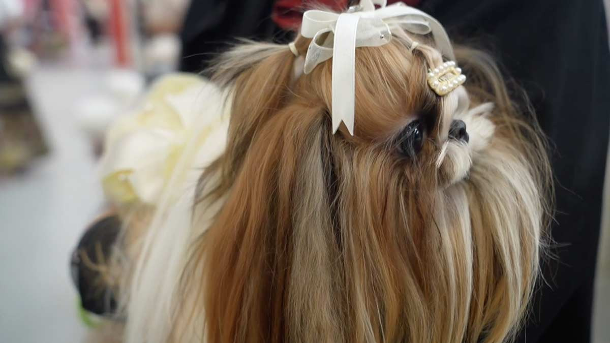 Semana de la Moda para mascotas 2024 en Shanghái, una moda muy perrona ...