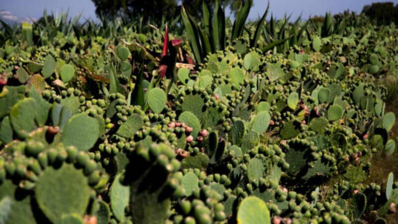 ¿Qué es y para qué sirve el xoconostle? - UnoTV