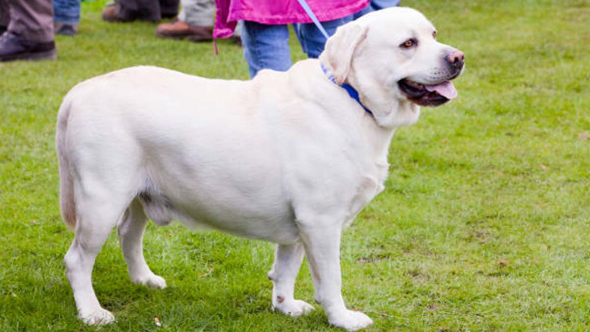 Cómo saber si mi perro está gordo - UnoTV