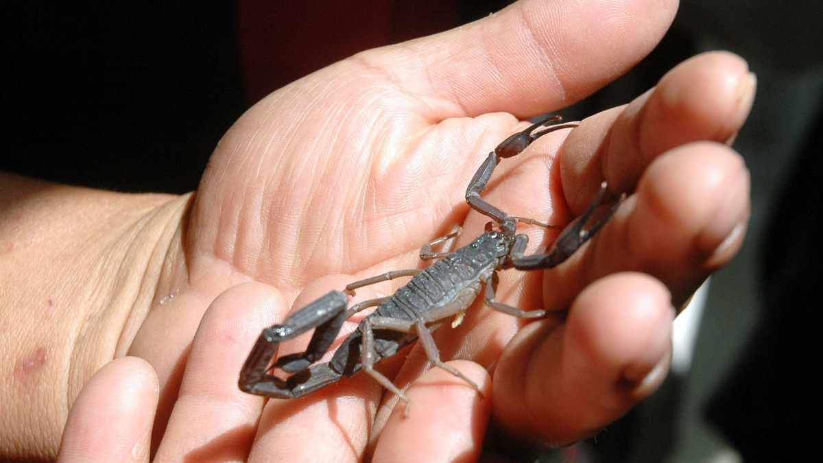 ¡Cuidado con el calor! Esto debes hacer si te pica un alacrán o si ...
