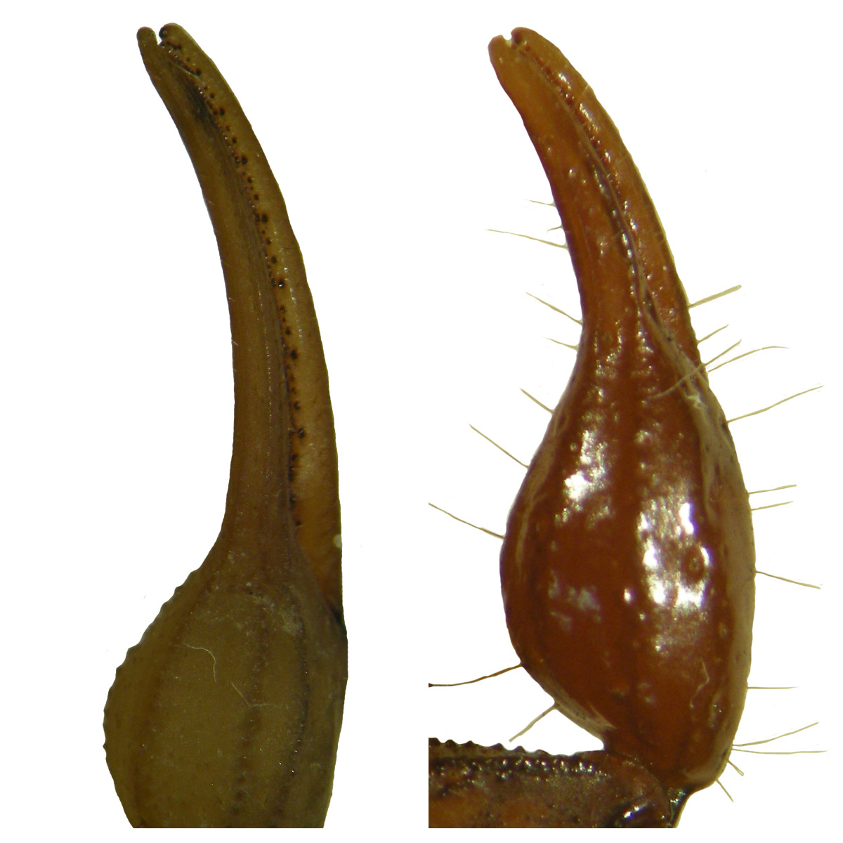 ¡Cuidado con el calor! Esto debes hacer si te pica un alacrán o si ...