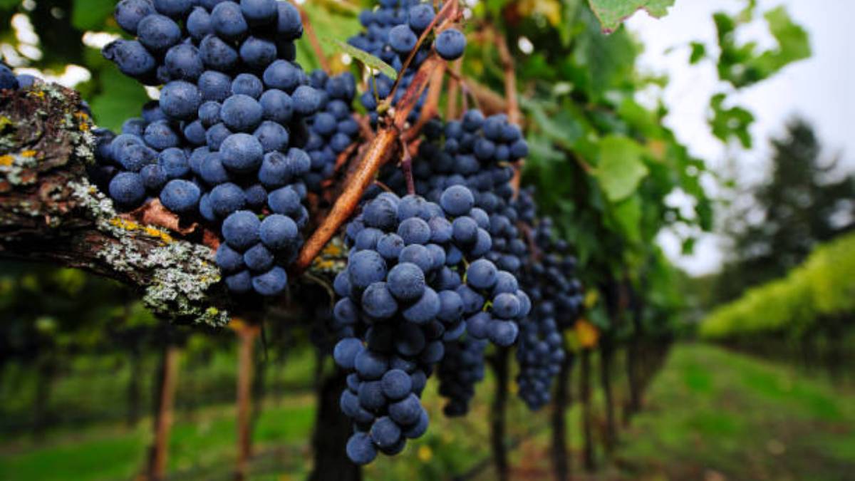Día Internacional del Merlot: ¿Por qué su vino es de los más populares ...
