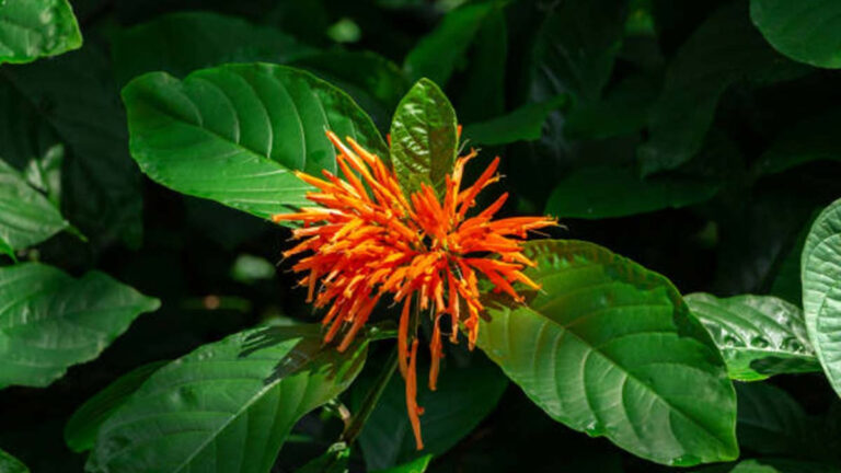 Muicle beneficios y propiedades de esta planta - UnoTV