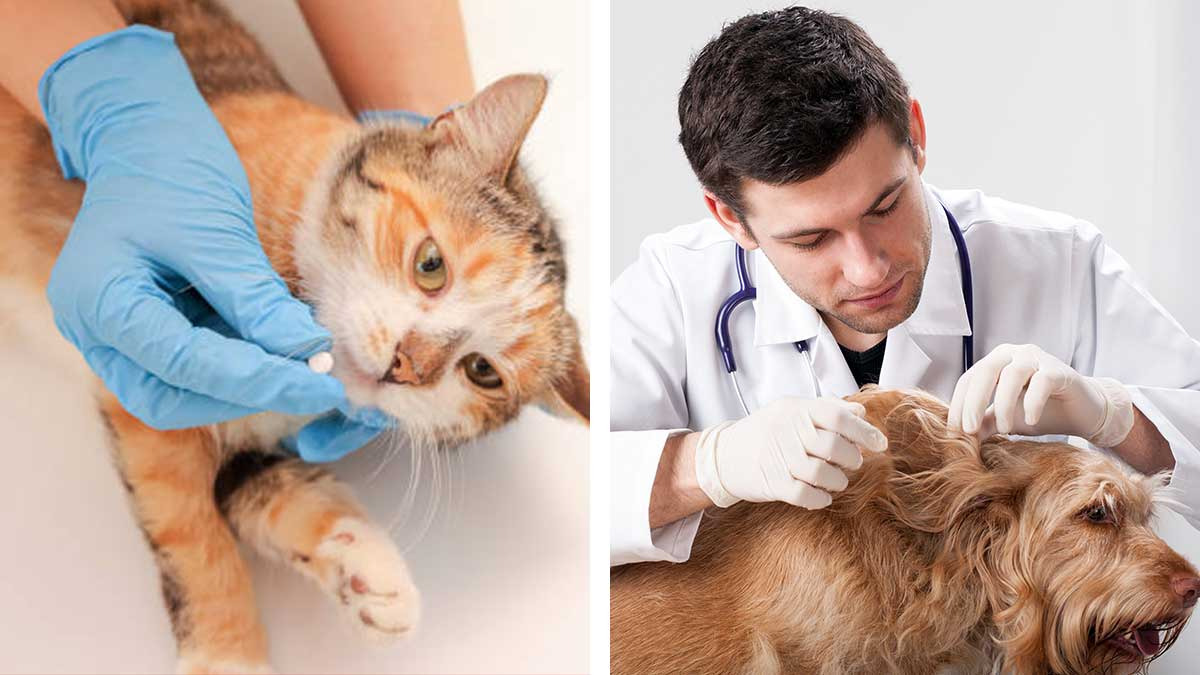 Por qué es importante desparasitar a tus mascotas y cómo debes hacerlo ...