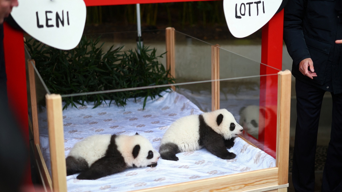 Zoológico de Berlín presenta a pandas gemelas Meng Hao y Meng Tian - UnoTV
