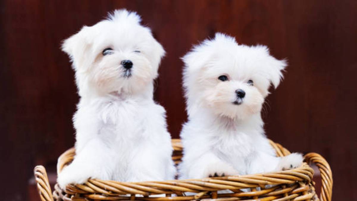 Bichón maltés: raza de perro más cariñosa - UnoTV