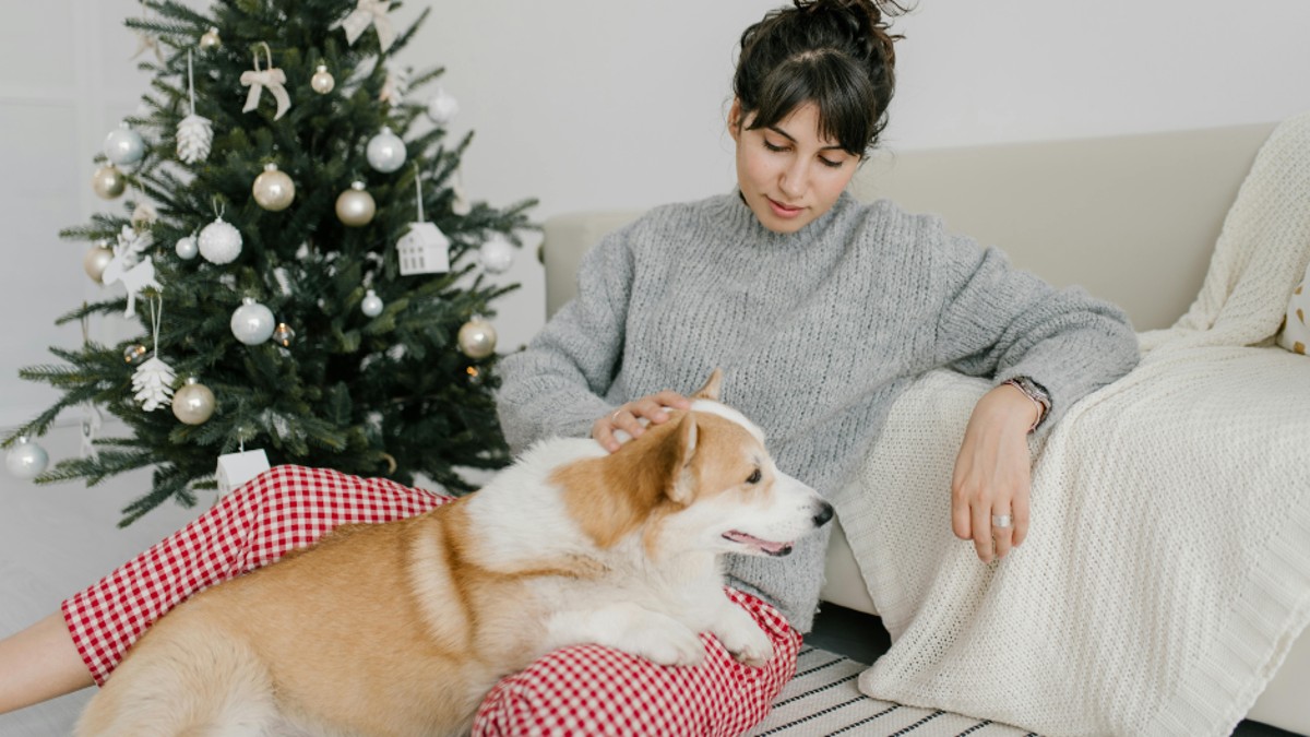 Por qué no deberías usar calefacción o calentadores con tus perros - UnoTV