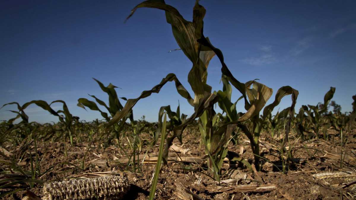 Llegó el frío: ¿qué es una helada negra y por qué es tan peligrosa? - UnoTV