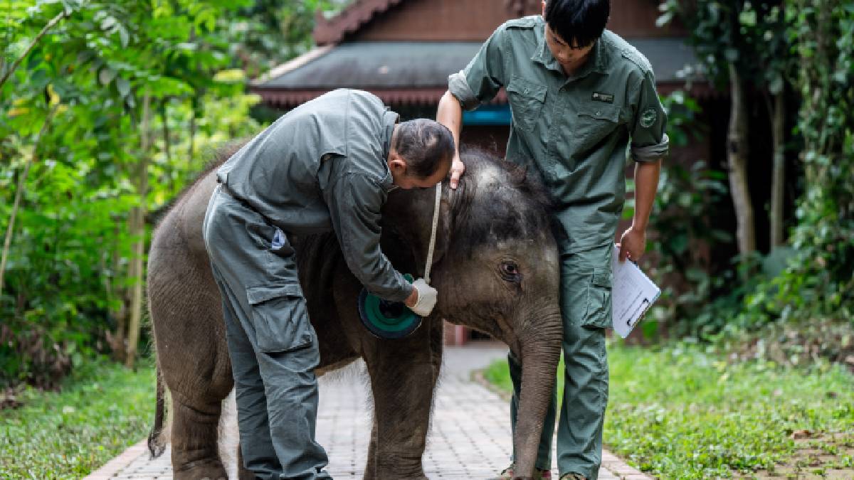 Rescate en la selva: Así salvaron a un elefantito herido en Yunnan - UnoTV