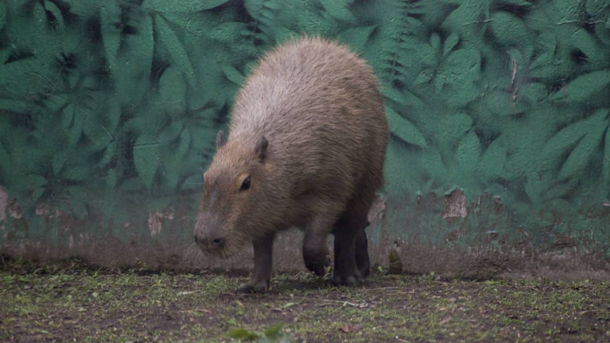 Del juego a momentos de terror: capibara ataca a una joven en video- UnoTV