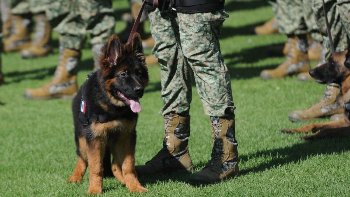 Arkadas se gradúa como soldado en el Perrotón 2025; ve aquí las ...