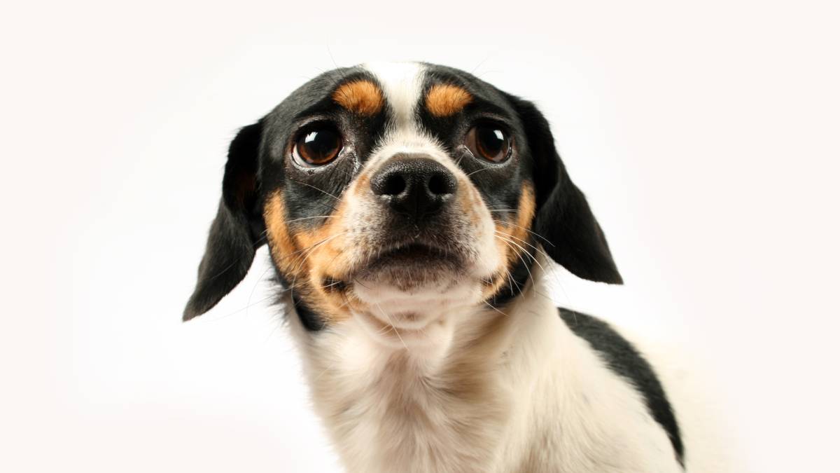 Perro se atora en un barandal; al parecer huía de la pirotecnia en ...
