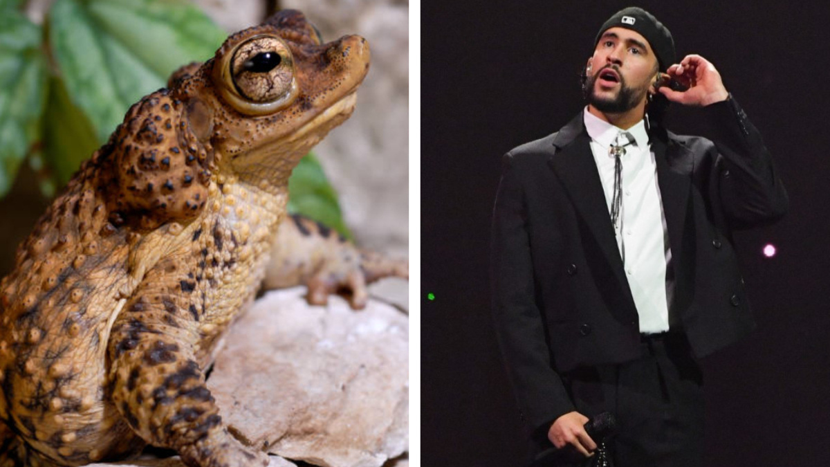 Sapo concho, especie en peligro de extinción que popularizó Bad Bunny ...