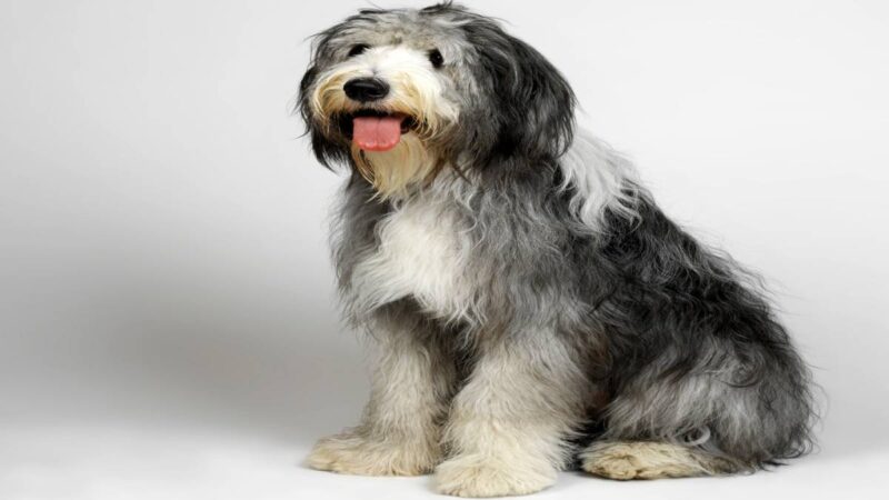 Wallace, un perro al servicio de la comunidad; lee su historia - UnoTV