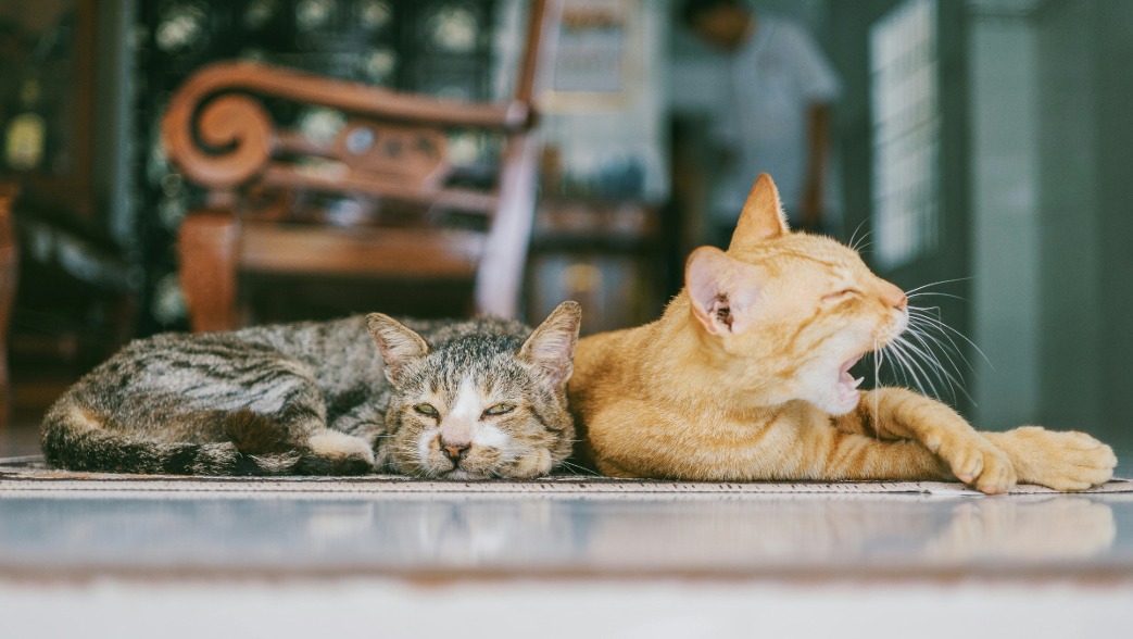 ¿Cómo sueñan los perros y los gatos? - UnoTV