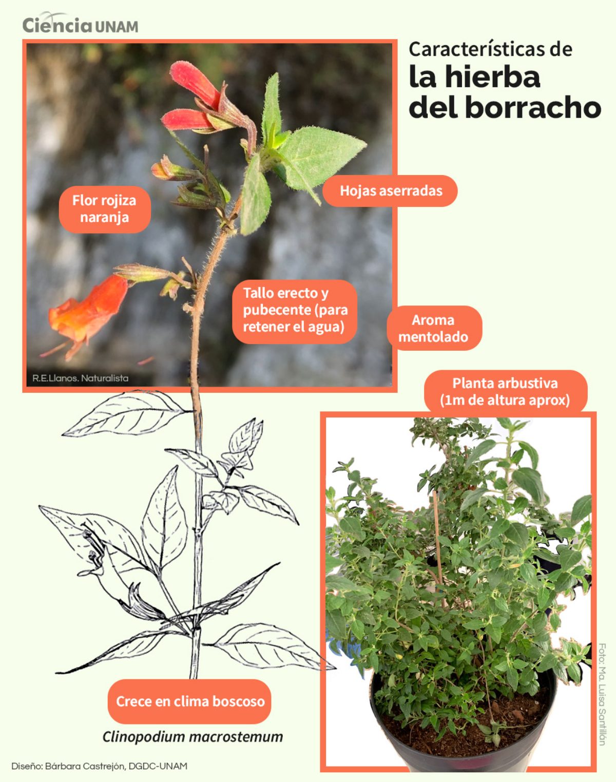 Hierba del borracho, milagrosa contra el insomnio ¡y la resaca! - UnoTV