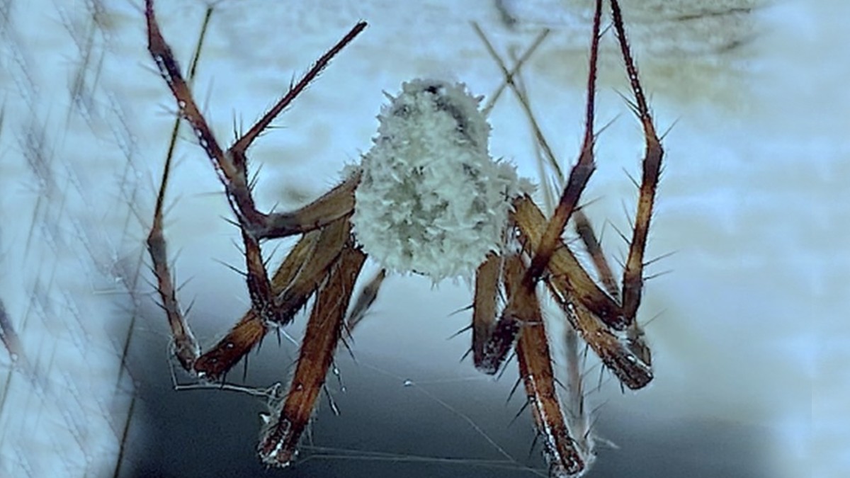 Descubren hongo que convierte arañas en "zombis” - UnoTV