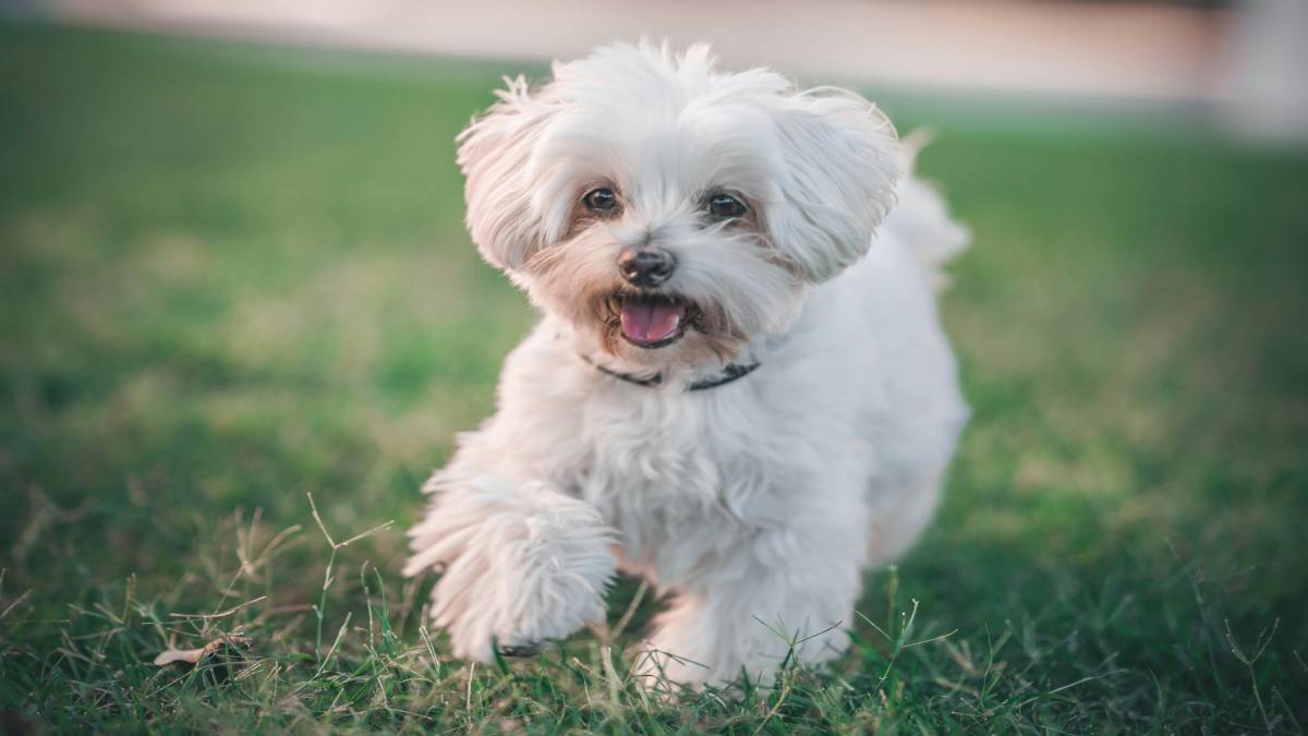 Perrita maltés celebra antes de comer mandarina - UnoTV
