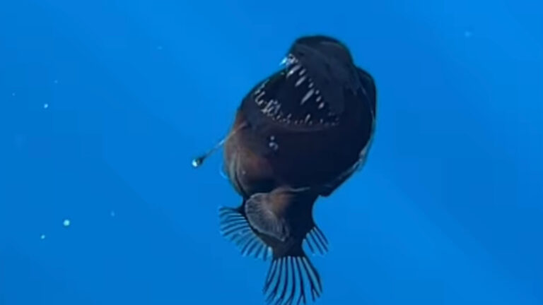 Diablo negro es visto cerca de la superficie, así es este pez abisal- UnoTV