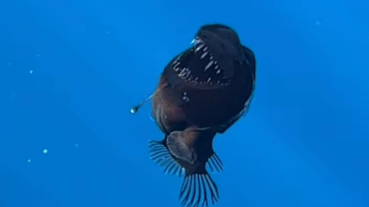 Diablo negro es visto cerca de la superficie, así es este pez abisal- UnoTV