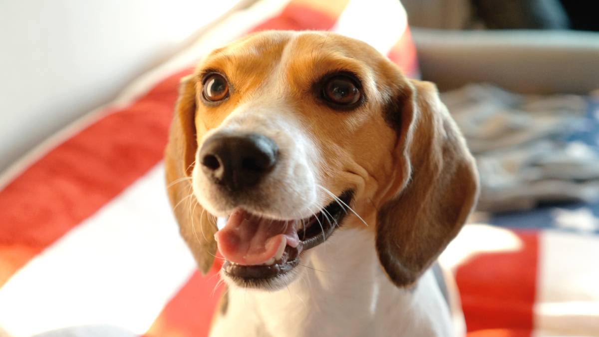 Beagle sin patas delanteras recibe el mejor día de su vida - UnoTV