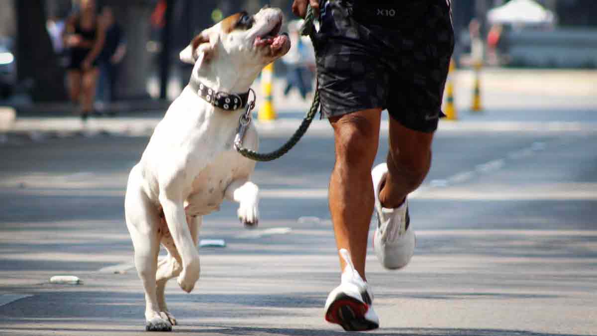 Salir a caminar con tu perro tiene grandes beneficios a la salud de tu ...