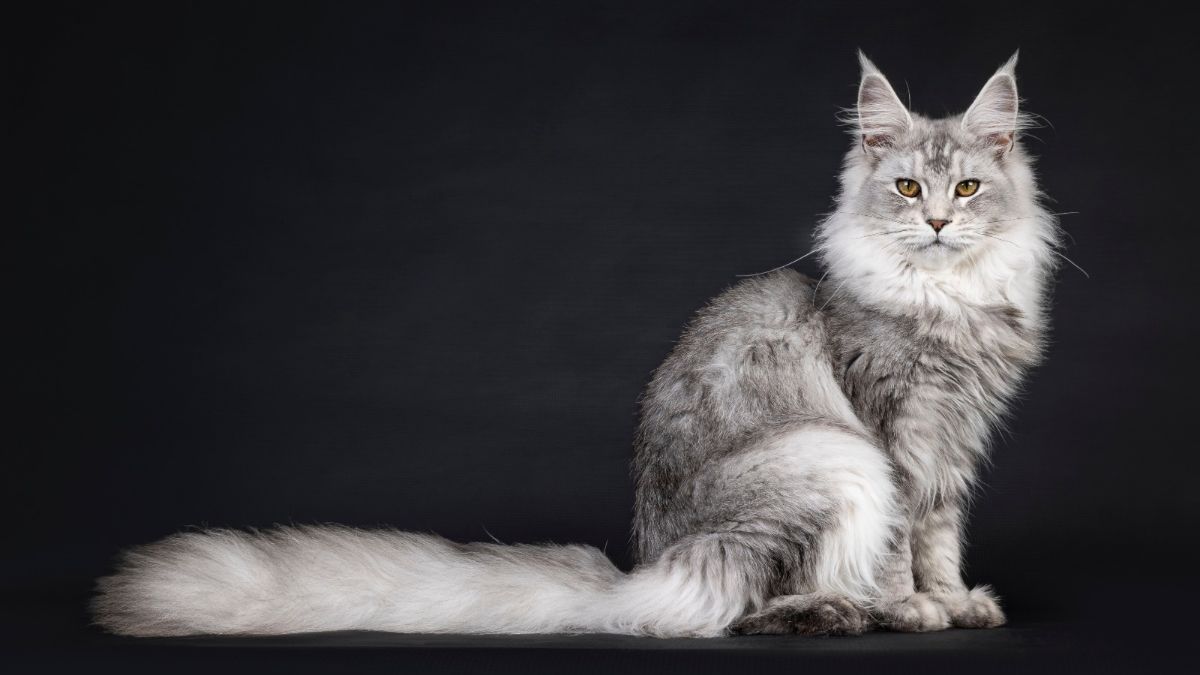 Pugsley Adams, el gato con la cola más larga del mundo: Récord Guinness ...