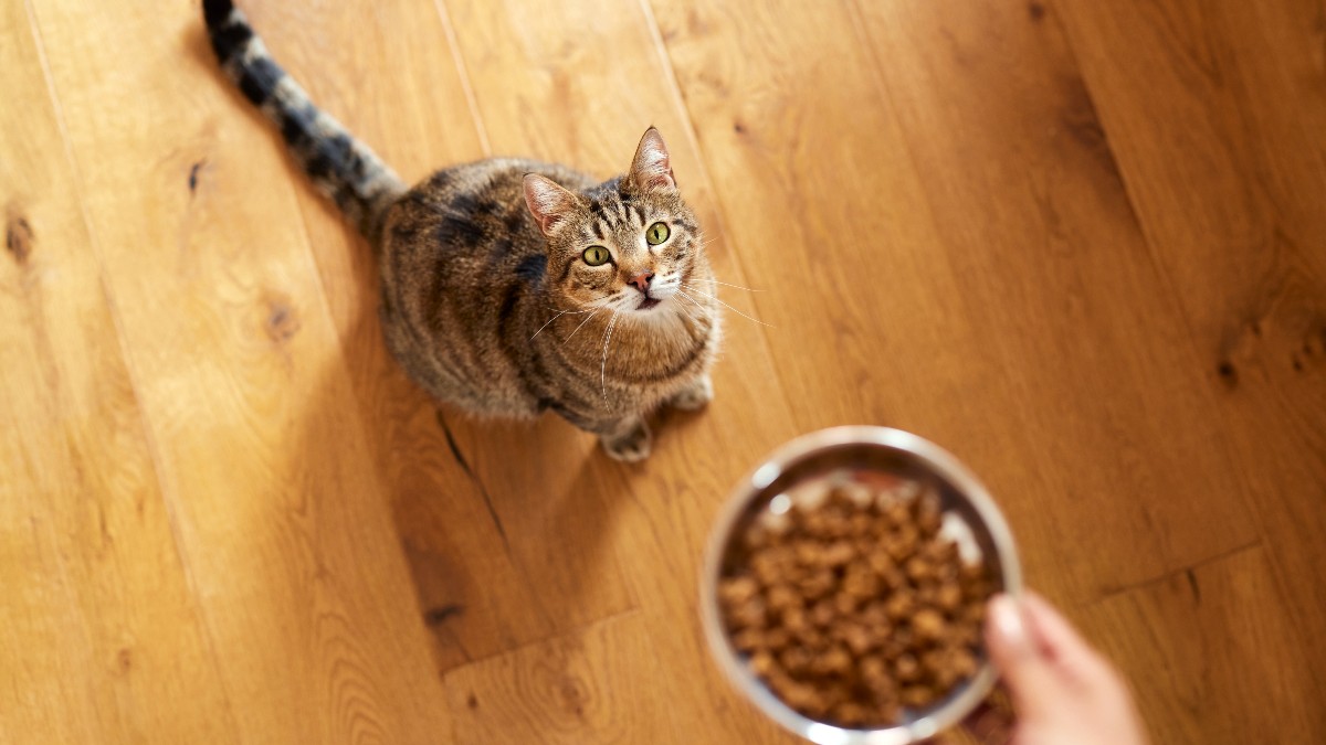 ¿Qué pasa si un gato come comida para perros? - UnoTV