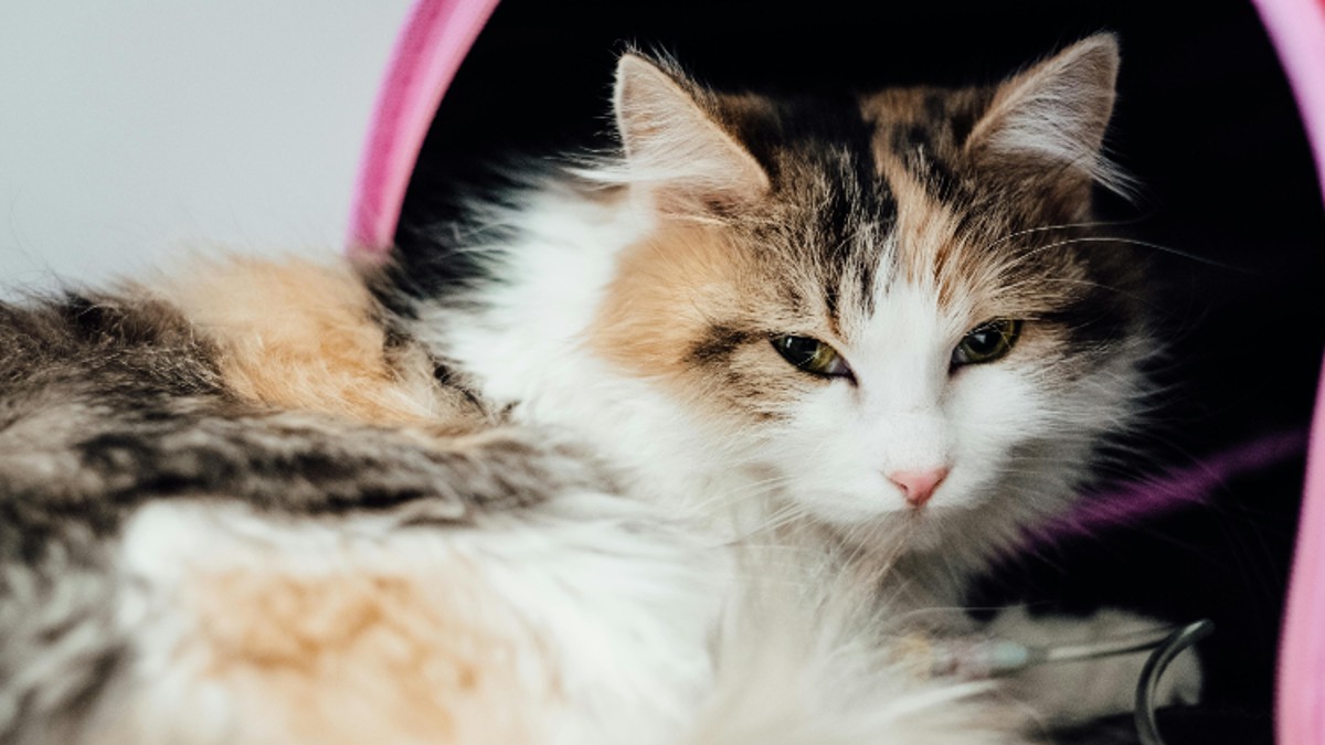 Gusano del corazón en gatos: síntomas, riesgos y cómo prevenirlo - UnoTV