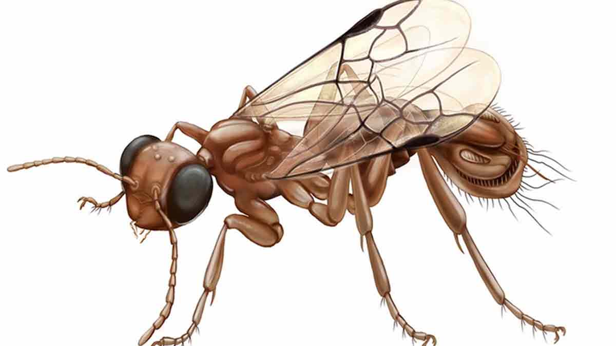 Encuentran insecto de casi 99 millones de años preservado en ámbar ...