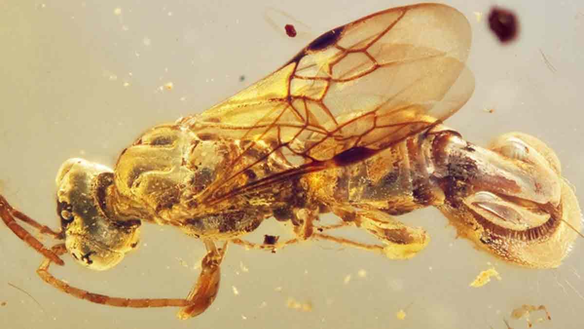 Encuentran insecto de casi 99 millones de años preservado en ámbar ...