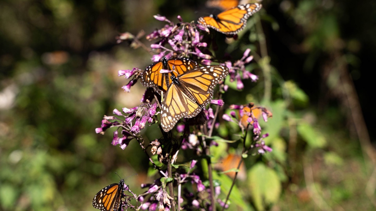 Mariposa monarca duplica colonias en bosques de Michoacán y Estado de ...