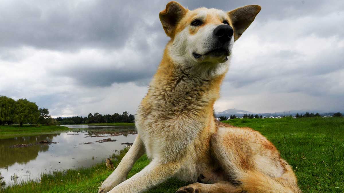 ¿Qué es la piometra canina?, una enfermedad grave que debes conocer - UnoTV