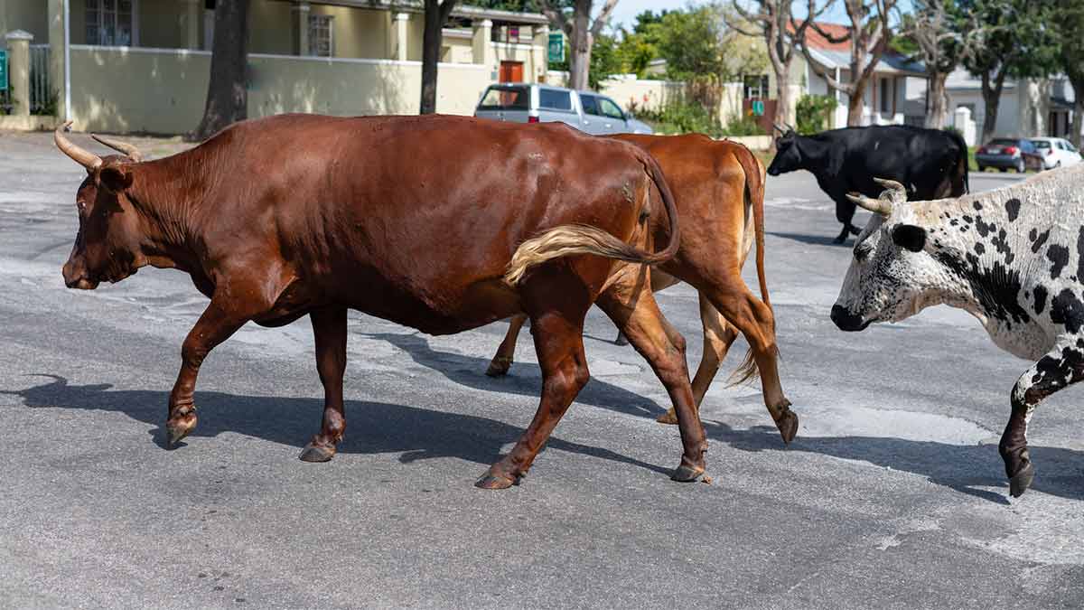 Toros sueltos en carretera de Texcoco; se escapan del corral - UnoTV
