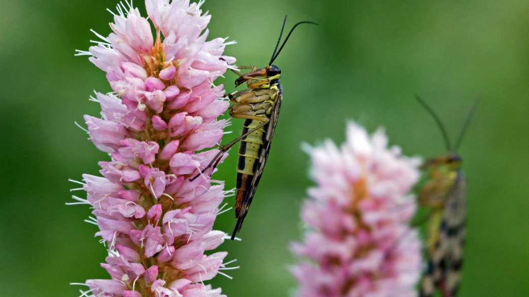 ¿Cómo identificar un alacrán con alas? Así es esta especie - UnoTV