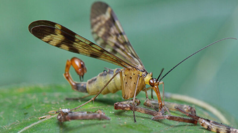 Alacranes con alas en México, ¿dónde se encuentran y realmente son ...