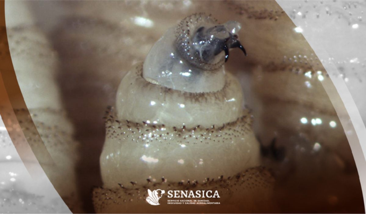 Alerta por gusano barrenador: ¿puede afectar a humanos y cómo ...