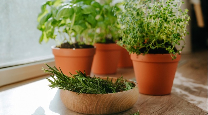 La planta mexicana que sirve para tratar las varices y mejorar la circulación sanguínea - UnoTV