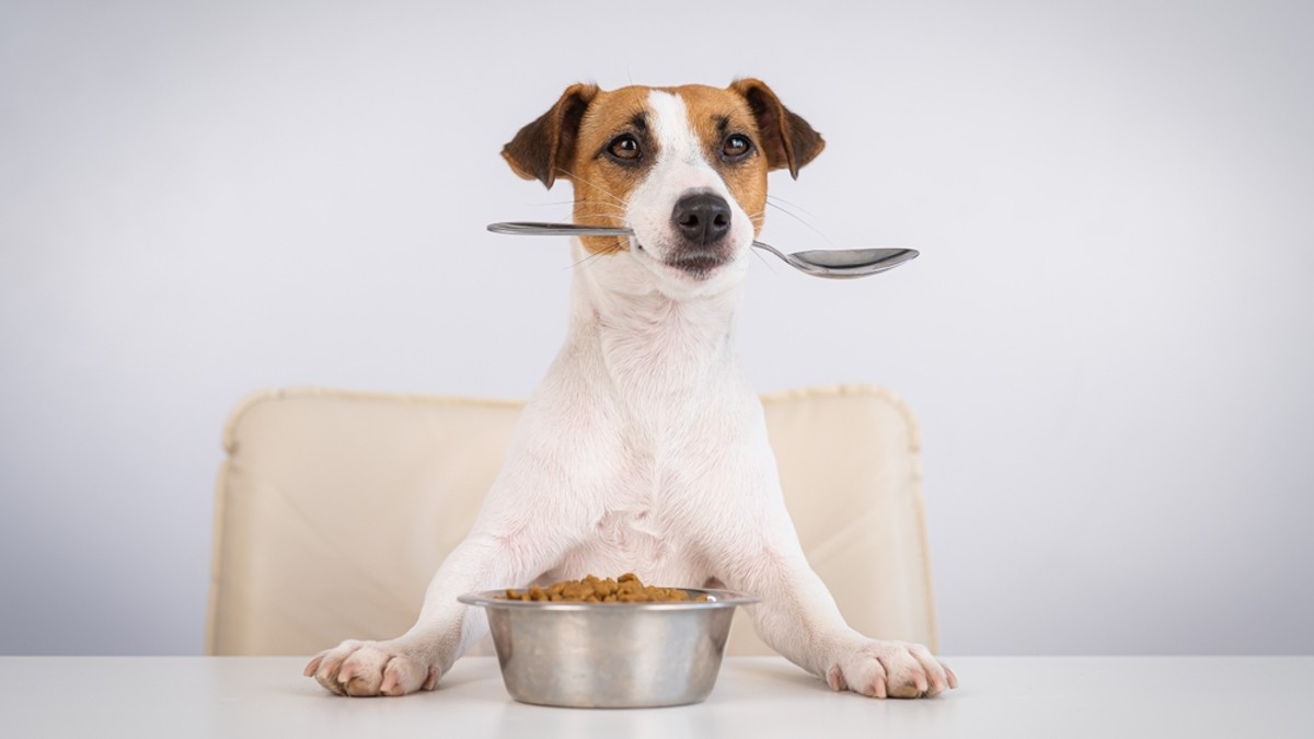 ¿Es bueno el caldo de pollo para perros? - UnoTV