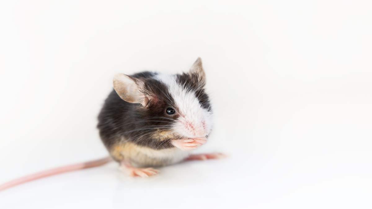 Así se ve el cerebro de un ratón después de ver "Matrix"- UnoTV