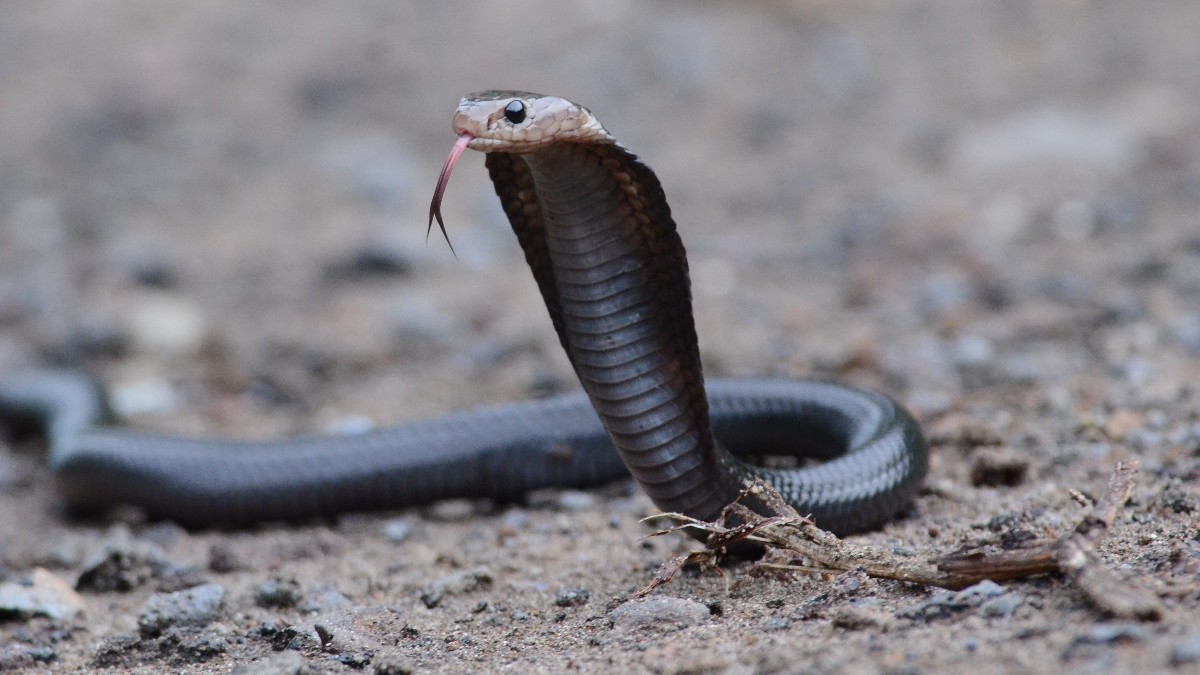 ¿Cómo ataca y qué efectos tiene el veneno de la cobra escupidora? - UnoTV