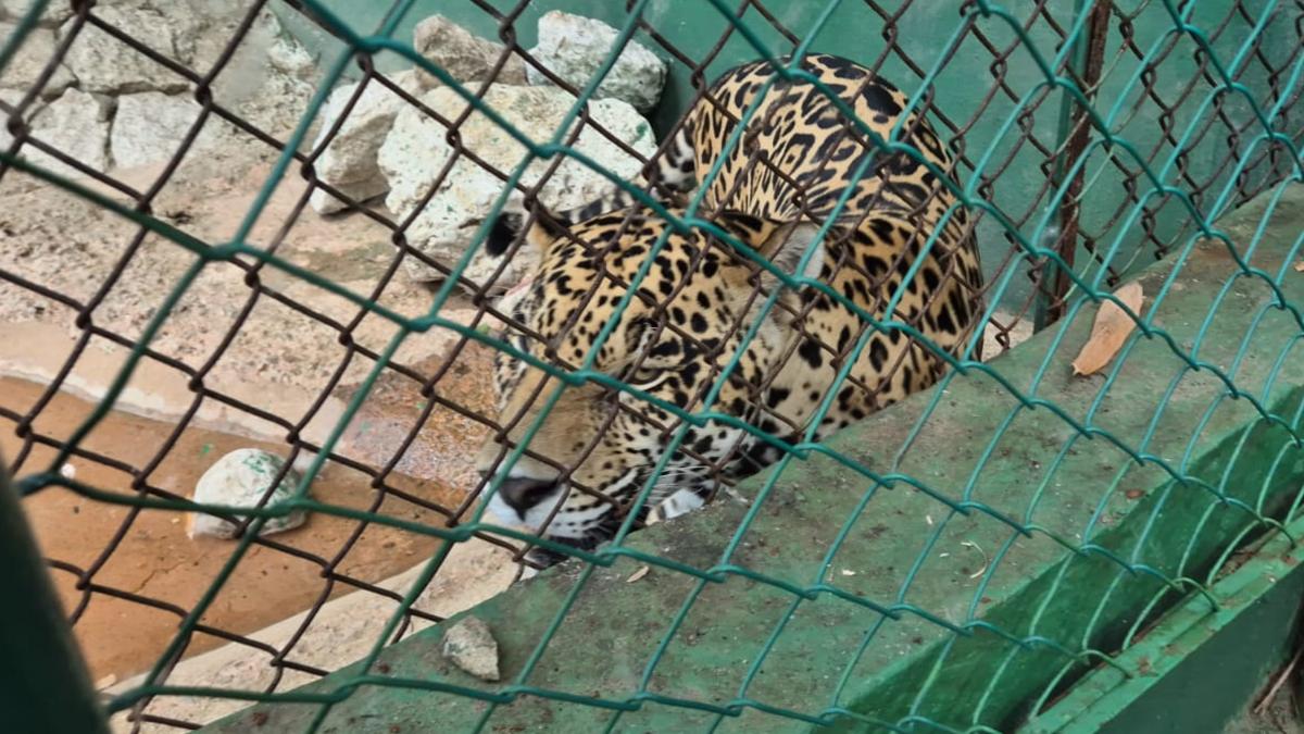 Conoce a Bruno, el jaguar que, de “narcomascota”, ahora es la estrella del Parque Museo La Venta ...