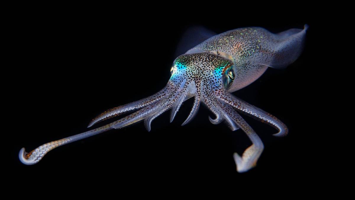 Cría de calamar colosal es captado por primera vez en el abismo ...
