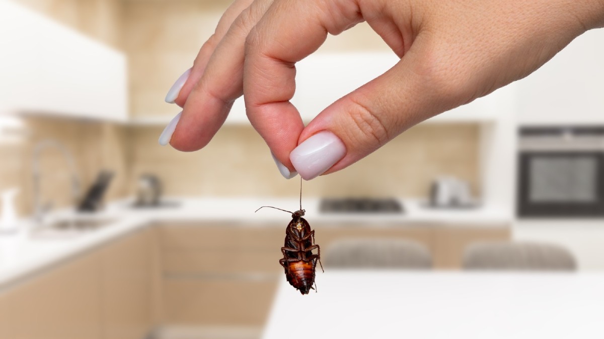 Cucarachas en tu cocina: trucos para proteger tus alimentos y errores que las atraen- UnoTV