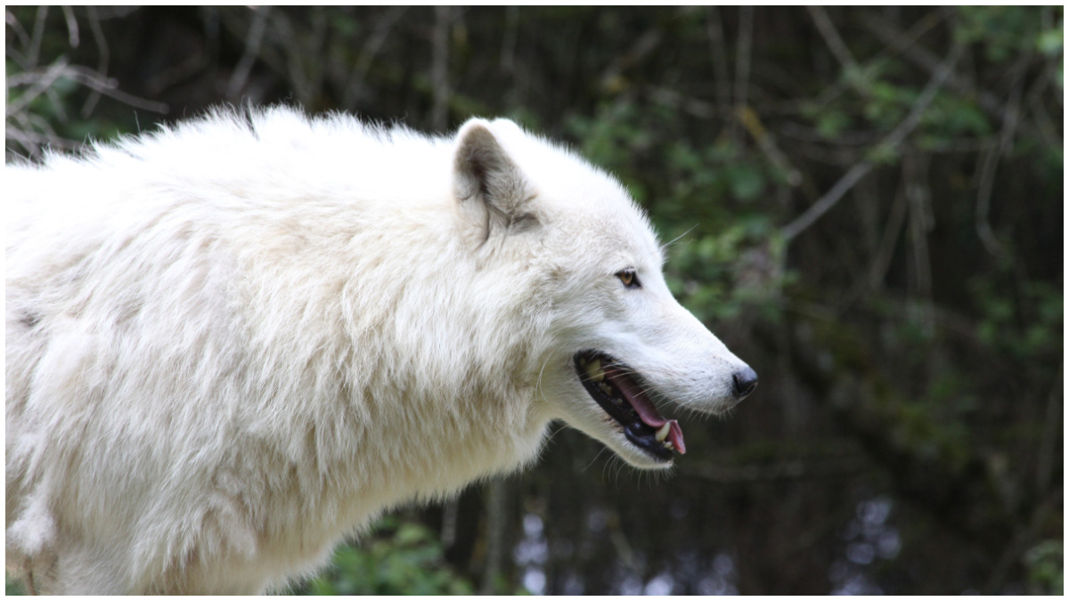 Científicos "reviven" al lobo gigante, animal que inspiró "Game of ...
