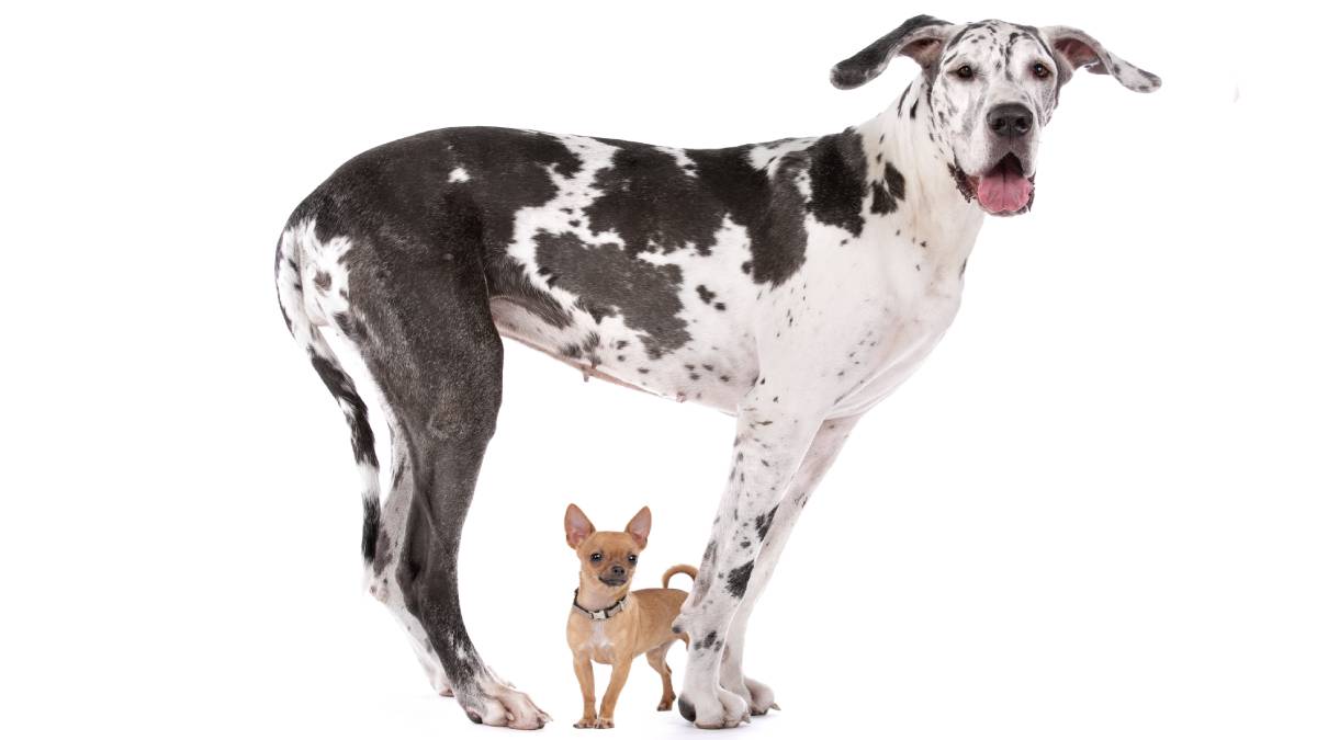 Se reúne el perro más alto y el más pequeño del mundo: hay video - UnoTV