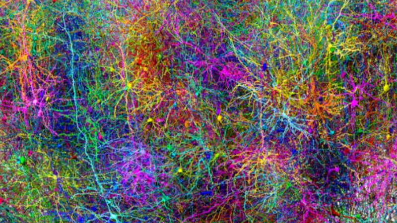 Así se ve el cerebro de un ratón después de ver "Matrix"- UnoTV