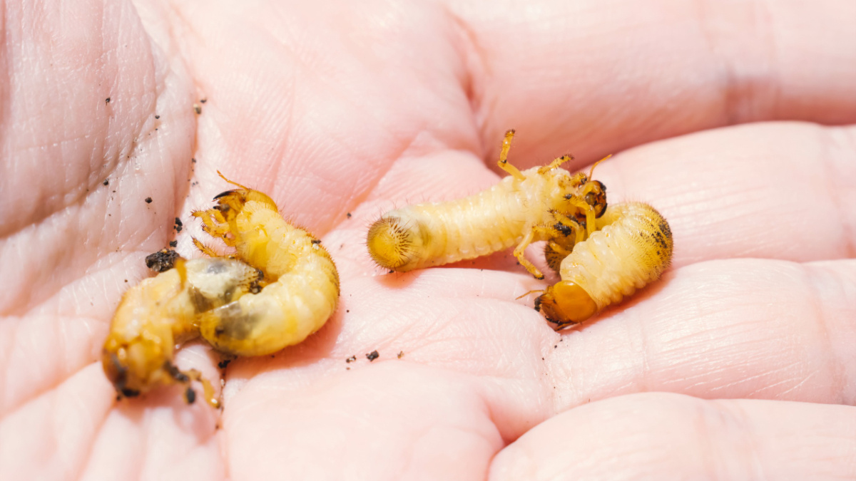 Confirman 13 casos de miasis por gusano barrenador en México- UnoTV