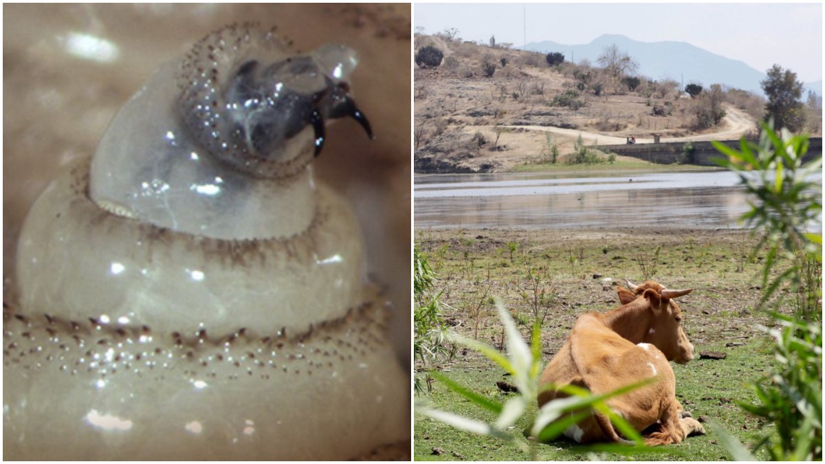 Miasis por el Gusano Barrenador, qué es esta letal afección y a quién afecta - UnoTV