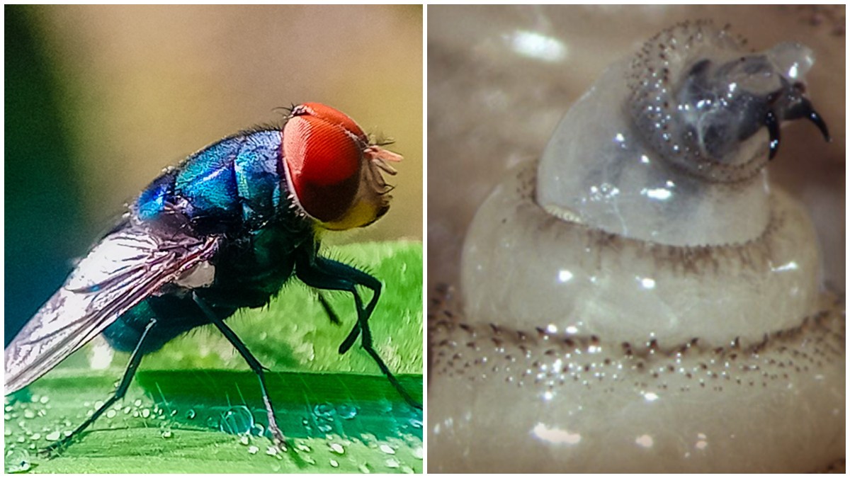 Miasis por el Gusano Barrenador, qué es esta letal afección y a quién afecta - UnoTV